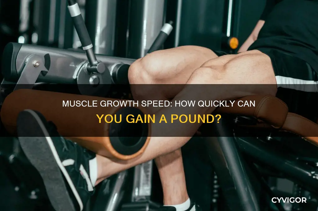 Muscle Growth Speed: How Quickly Can You Gain A Pound? | CyVigor