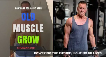 Understanding Muscle Growth: The Role Of Z-Lines In Hypertrophy ...
