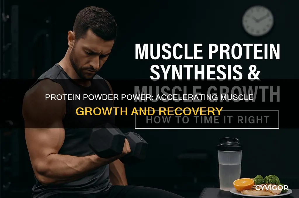 Protein Powder Power: Accelerating Muscle Growth And Recovery | CyVigor