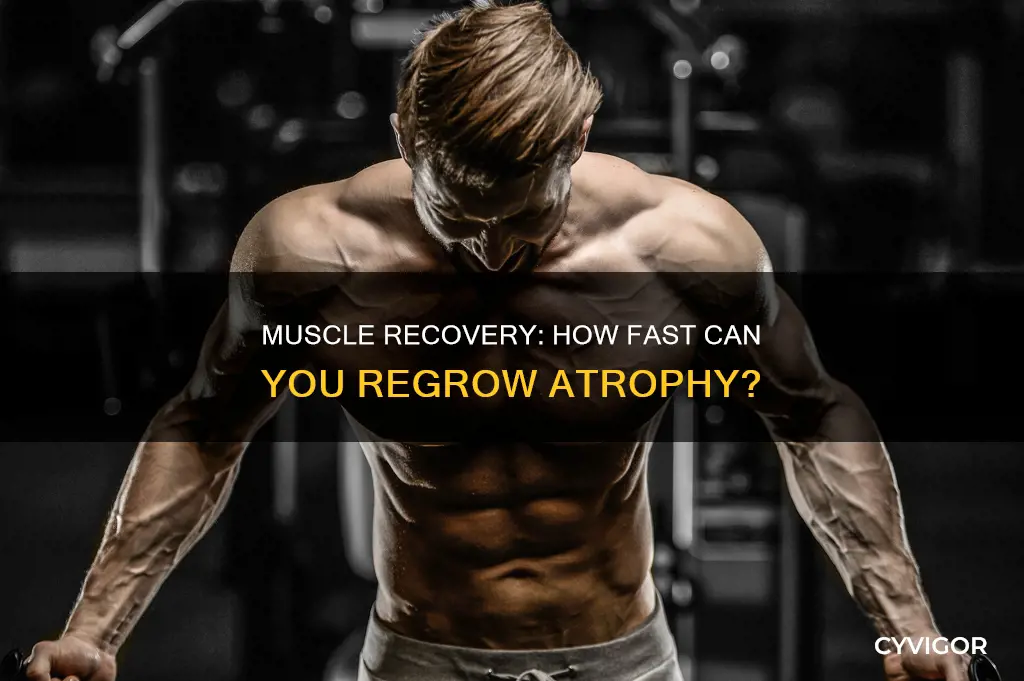 Muscle Recovery: How Fast Can You Regrow Atrophy? | CyVigor