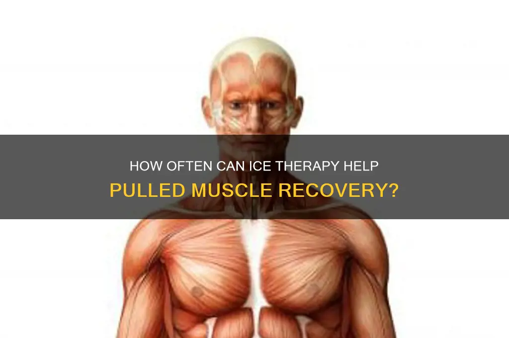 How Often Can Ice Therapy Help Pulled Muscle Recovery? | CyVigor