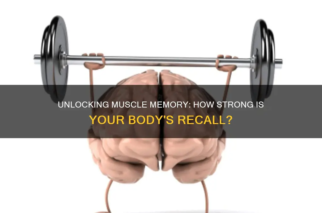Unlocking Muscle Memory: How Strong Is Your Body's Recall? | CyVigor