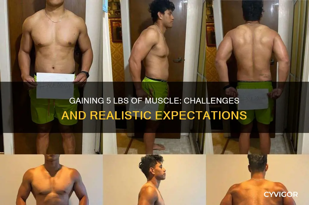 Gaining 5 Lbs Of Muscle: Challenges And Realistic Expectations | CyVigor