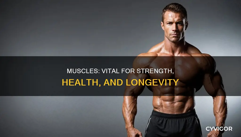 Muscles: Vital For Strength, Health, And Longevity | CyVigor