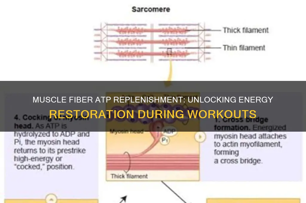 Muscle Fiber Atp Replenishment: Unlocking Energy Restoration During ...