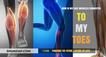 Exploring The Anatomy Of Calf Muscles: A Comprehensive Guide | CyVigor