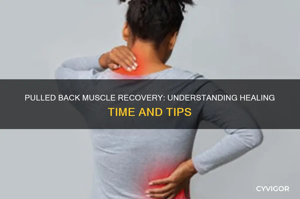 Pulled Back Muscle Recovery: Understanding Healing Time And Tips | CyVigor