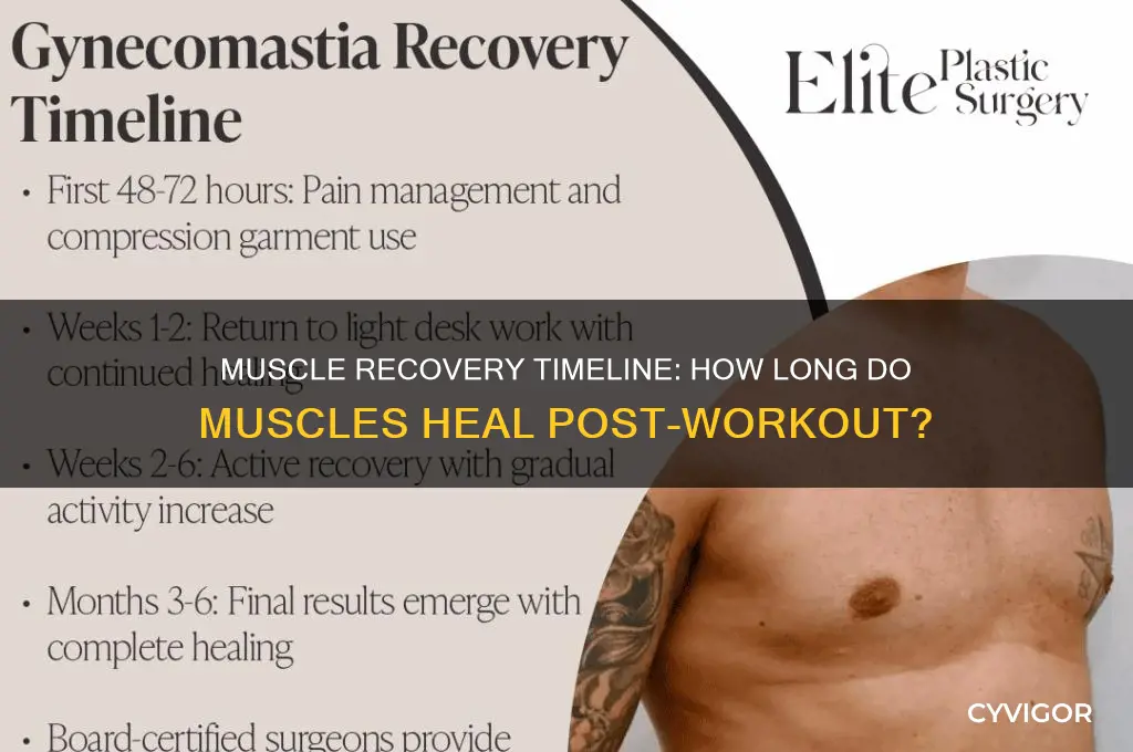 Muscle Recovery Timeline: How Long Do Muscles Heal Post-Workout? | CyVigor