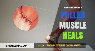 Pulled Abdominal Muscle Recovery Time: What To Expect And How To Heal ...