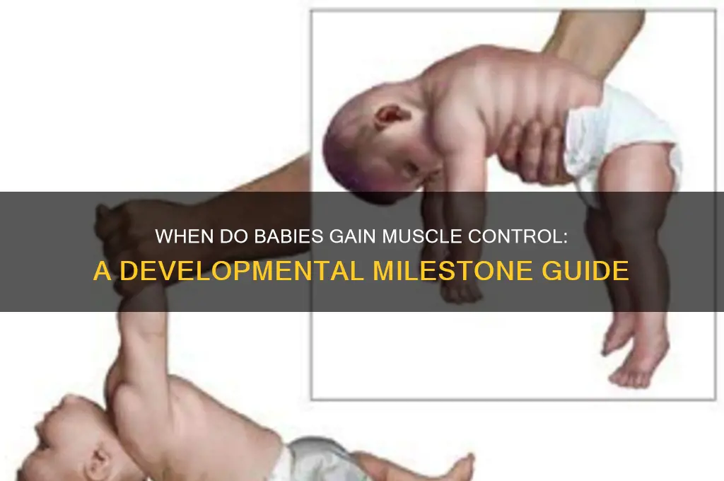 When Do Babies Gain Muscle Control: A Developmental Milestone Guide ...
