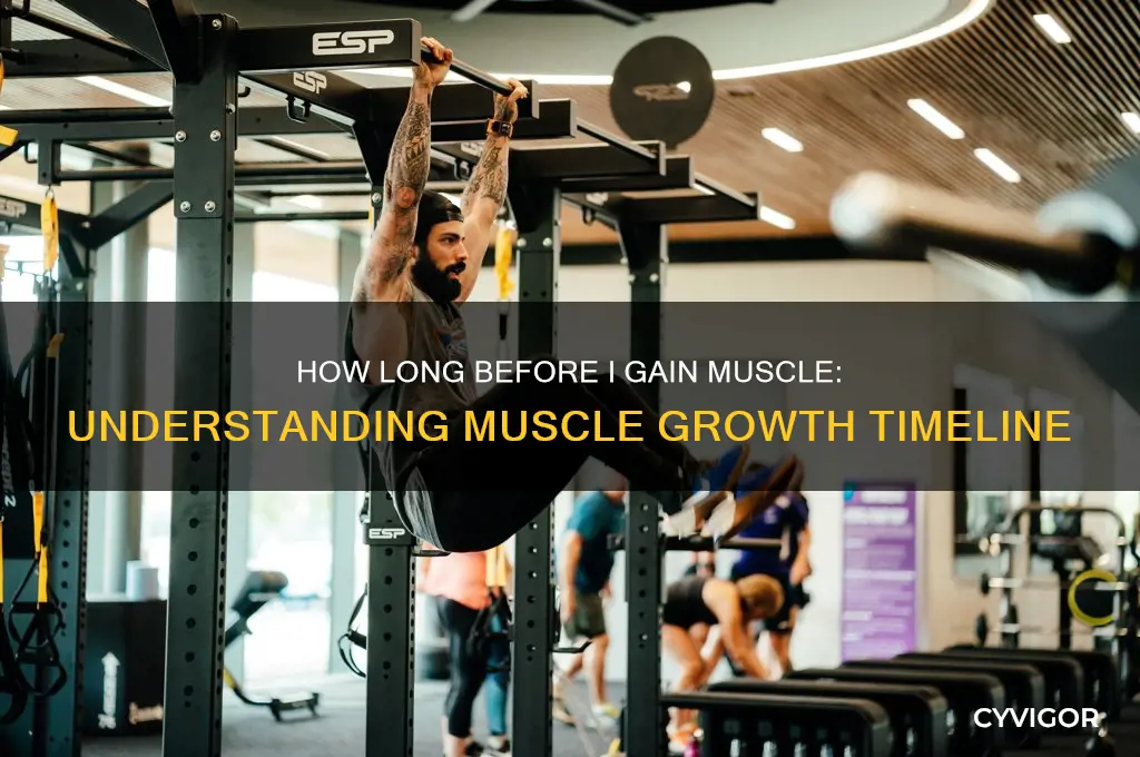 How Long Before I Gain Muscle: Understanding Muscle Growth Timeline ...