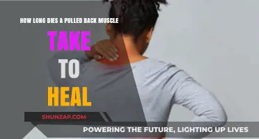 Pulled Back Muscle Pain: Duration And Recovery Timeline Explained | CyVigor