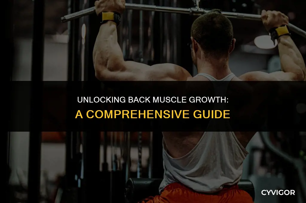 Unlocking Back Muscle Growth: A Comprehensive Guide | CyVigor