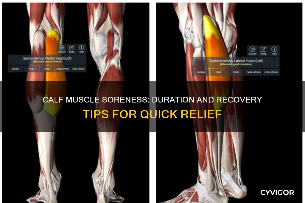 Calf Muscle Soreness: Duration And Recovery Tips For Quick Relief | CyVigor