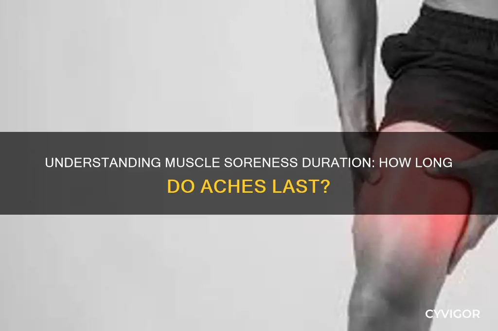 Understanding Muscle Soreness Duration: How Long Do Aches Last? | CyVigor