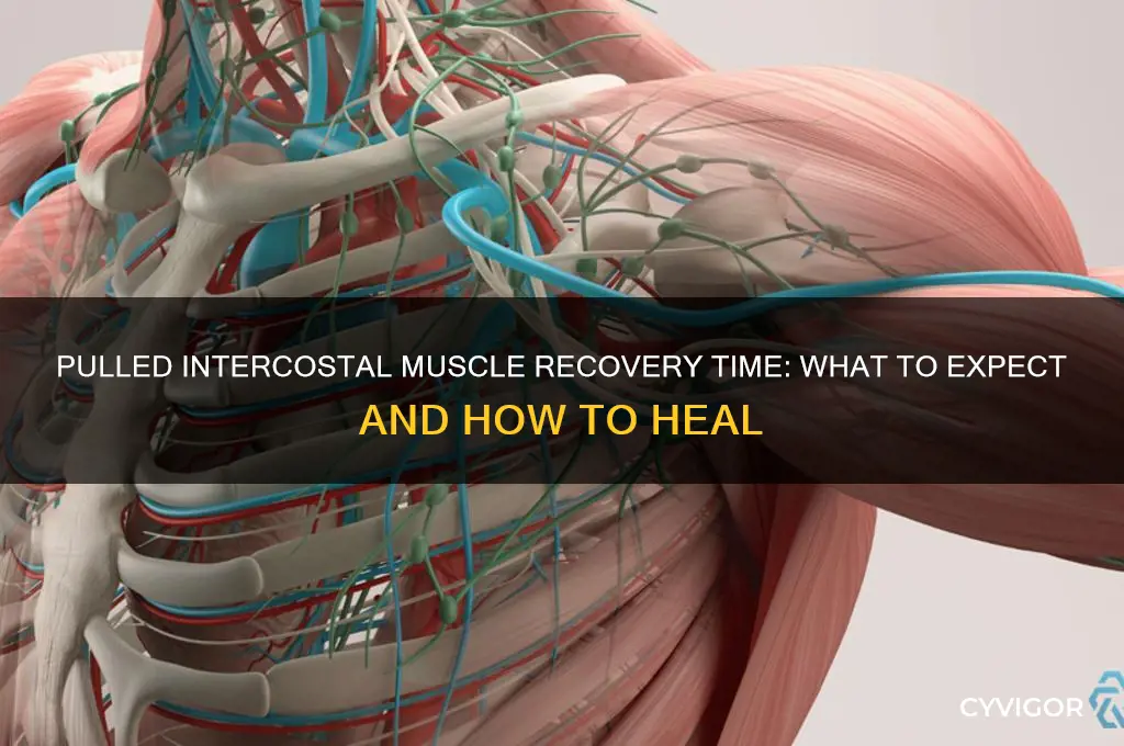 Pulled Intercostal Muscle Recovery Time: What To Expect And How To Heal ...
