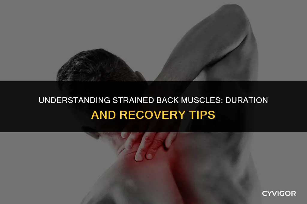 Understanding Strained Back Muscles: Duration And Recovery Tips | CyVigor