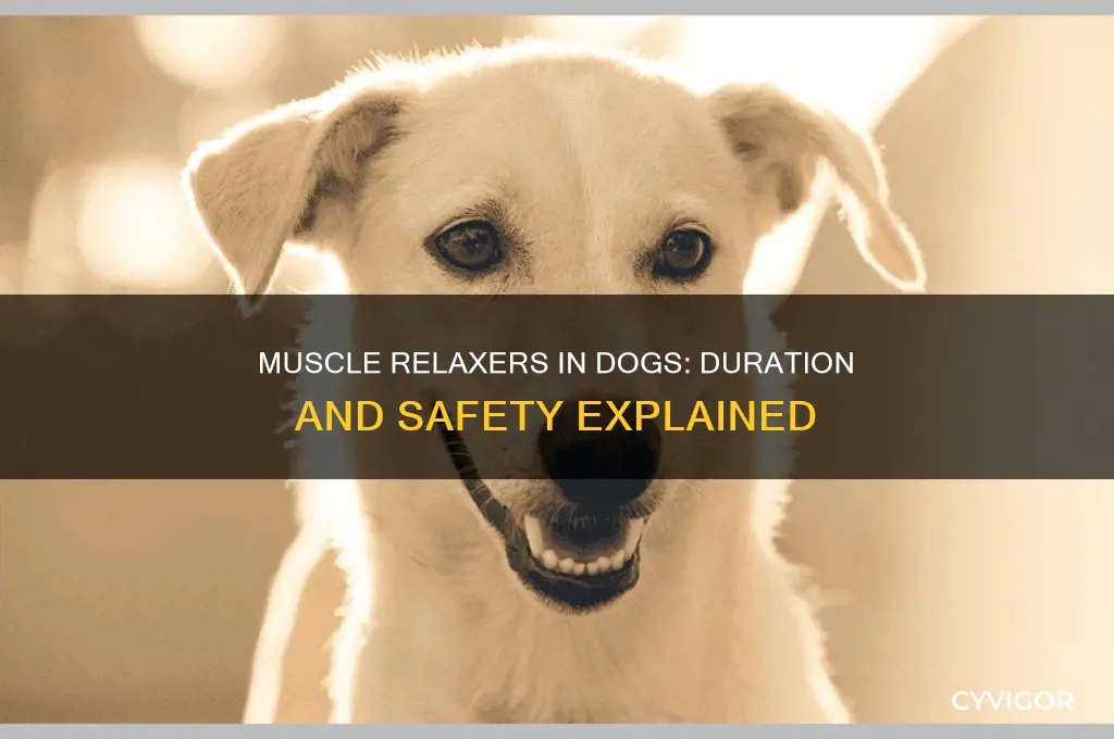 Muscle Relaxers In Dogs: Duration And Safety Explained | CyVigor