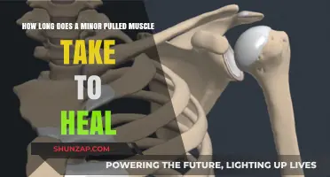 Pulled Intercostal Muscle Recovery Time: What To Expect And How To Heal ...