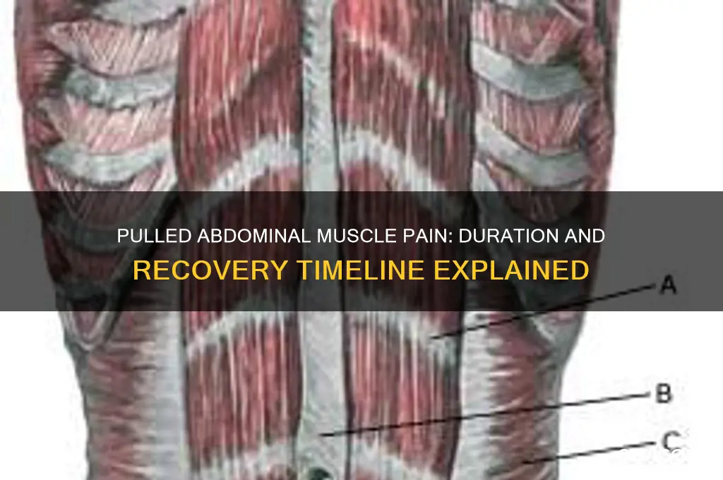 Pulled Abdominal Muscle Pain: Duration And Recovery Timeline Explained ...