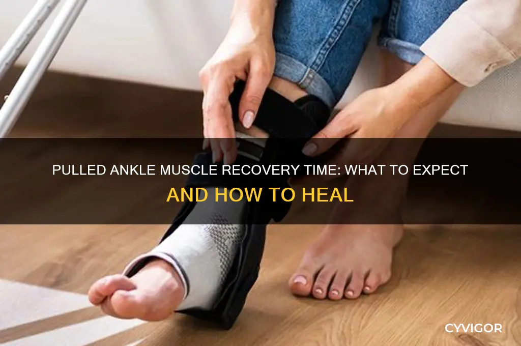Pulled Ankle Muscle Recovery Time: What To Expect And How To Heal | CyVigor
