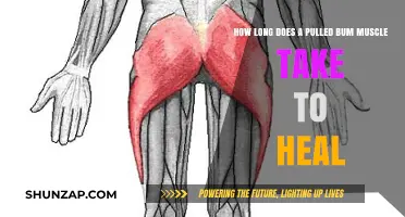 Pulled Glute Muscle Recovery Time: Healing Process And Timeline ...