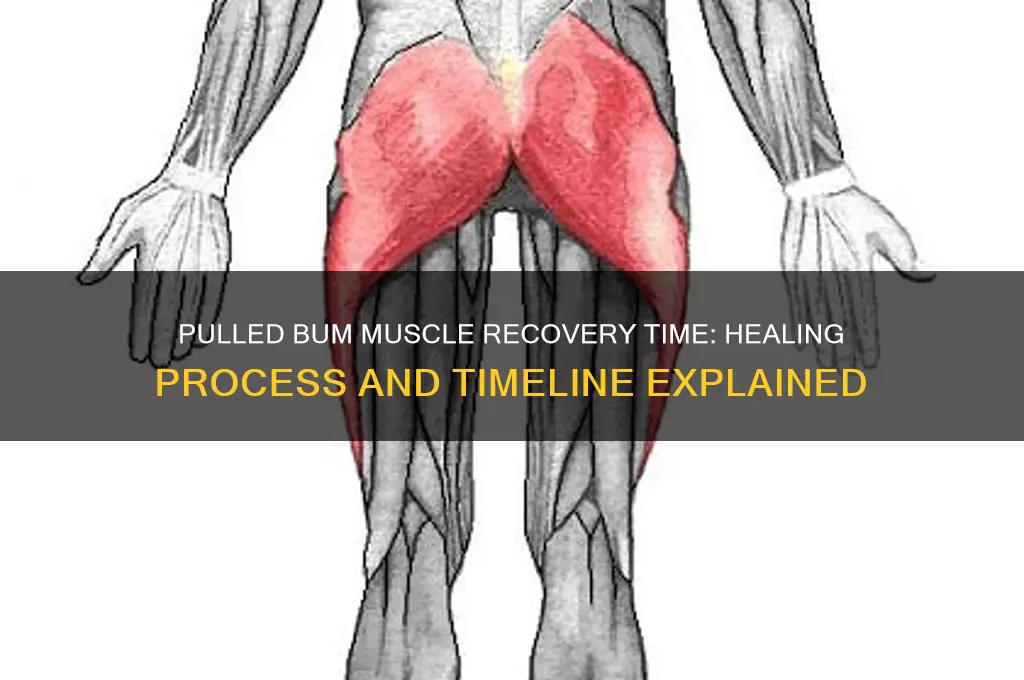 Pulled Bum Muscle Recovery Time: Healing Process And Timeline Explained ...