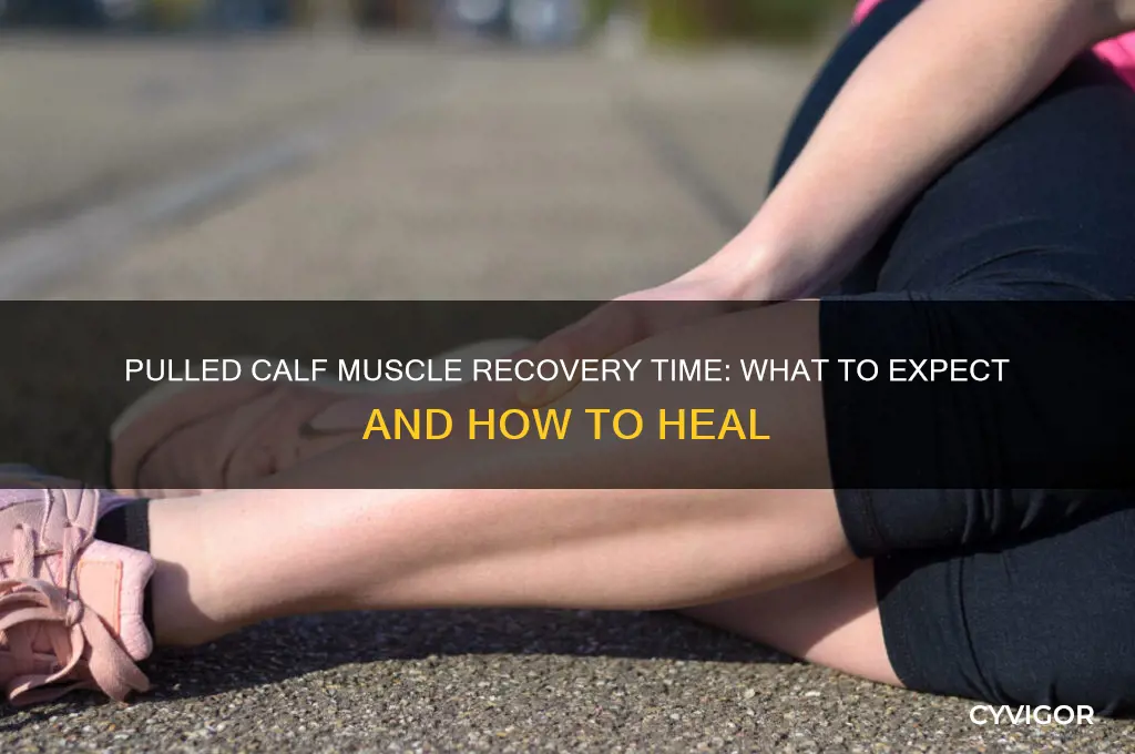 Pulled Calf Muscle Recovery Time: What To Expect And How To Heal | CyVigor