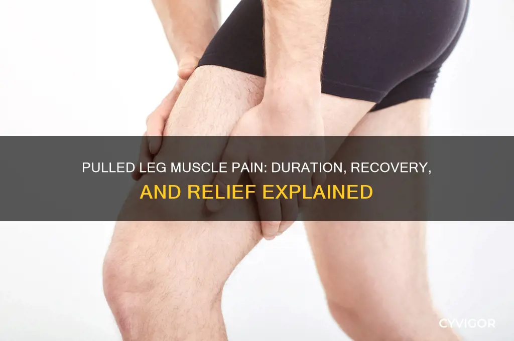 Pulled Leg Muscle Pain: Duration, Recovery, And Relief Explained | CyVigor