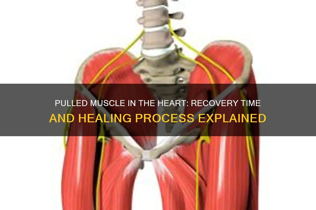 Pulled Muscle In The Heart: Recovery Time And Healing Process Explained ...