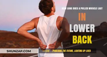 Pulled Pelvic Muscle Recovery Time: What To Expect During Healing | CyVigor