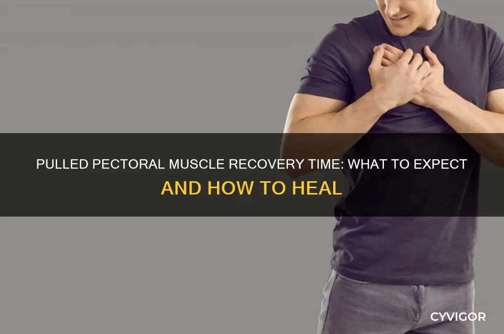 Pulled Pectoral Muscle Recovery Time: What To Expect And How To Heal ...