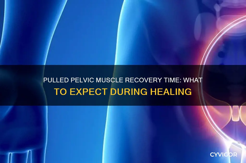 Pulled Pelvic Muscle Recovery Time: What To Expect During Healing | CyVigor