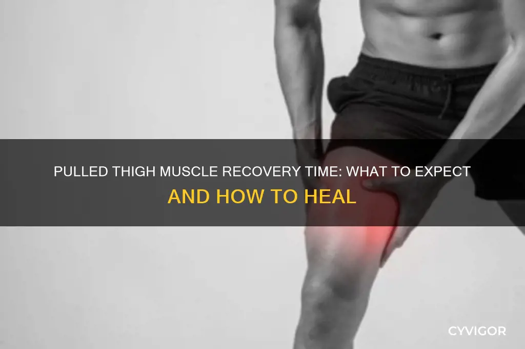 Pulled Thigh Muscle Recovery Time: What To Expect And How To Heal | CyVigor