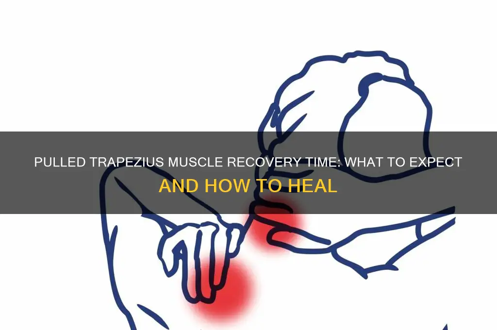 Pulled Trapezius Muscle Recovery Time: What To Expect And How To Heal ...