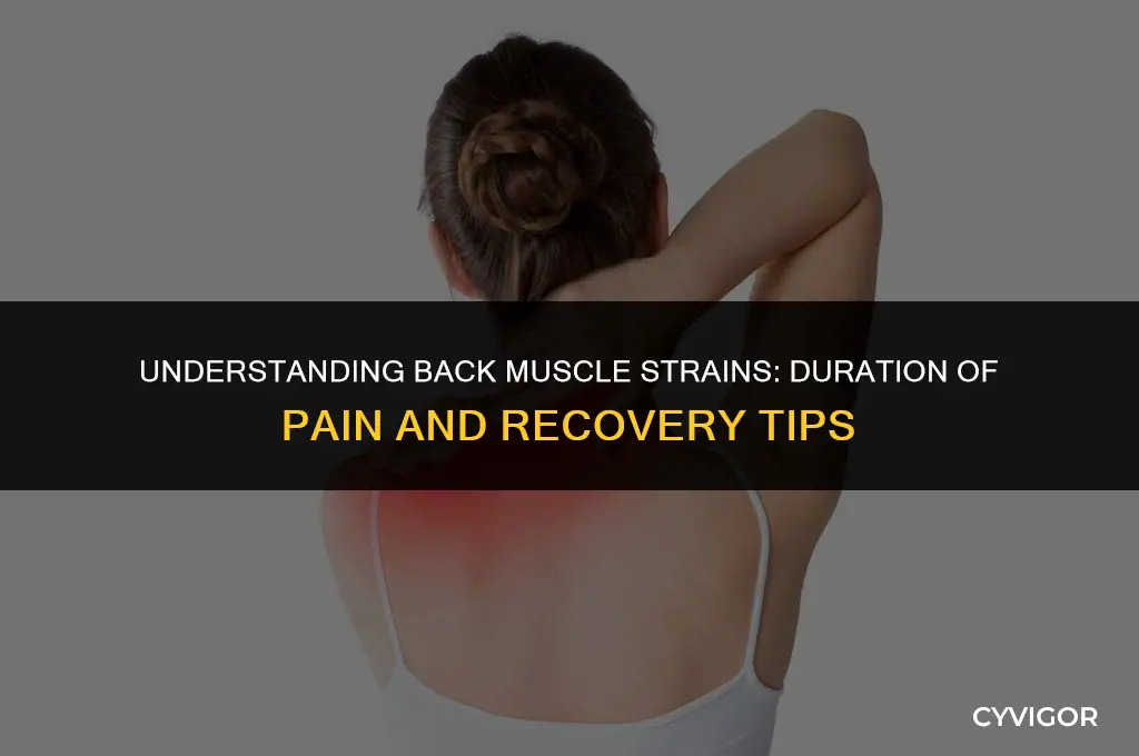 Understanding Back Muscle Strains: Duration Of Pain And Recovery Tips ...
