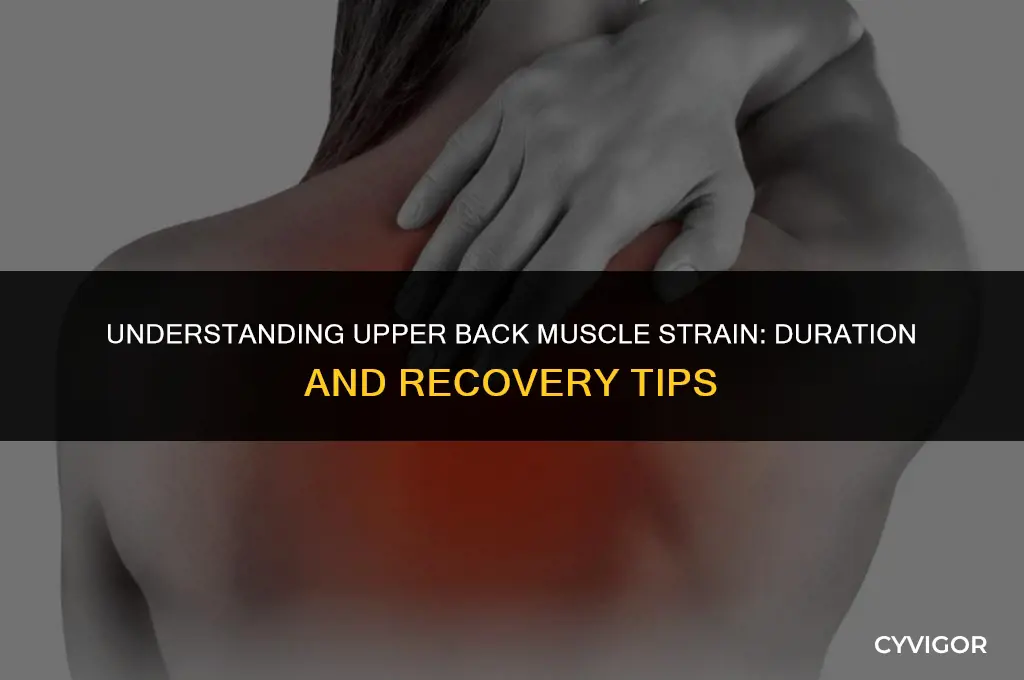 Understanding Upper Back Muscle Strain: Duration And Recovery Tips ...