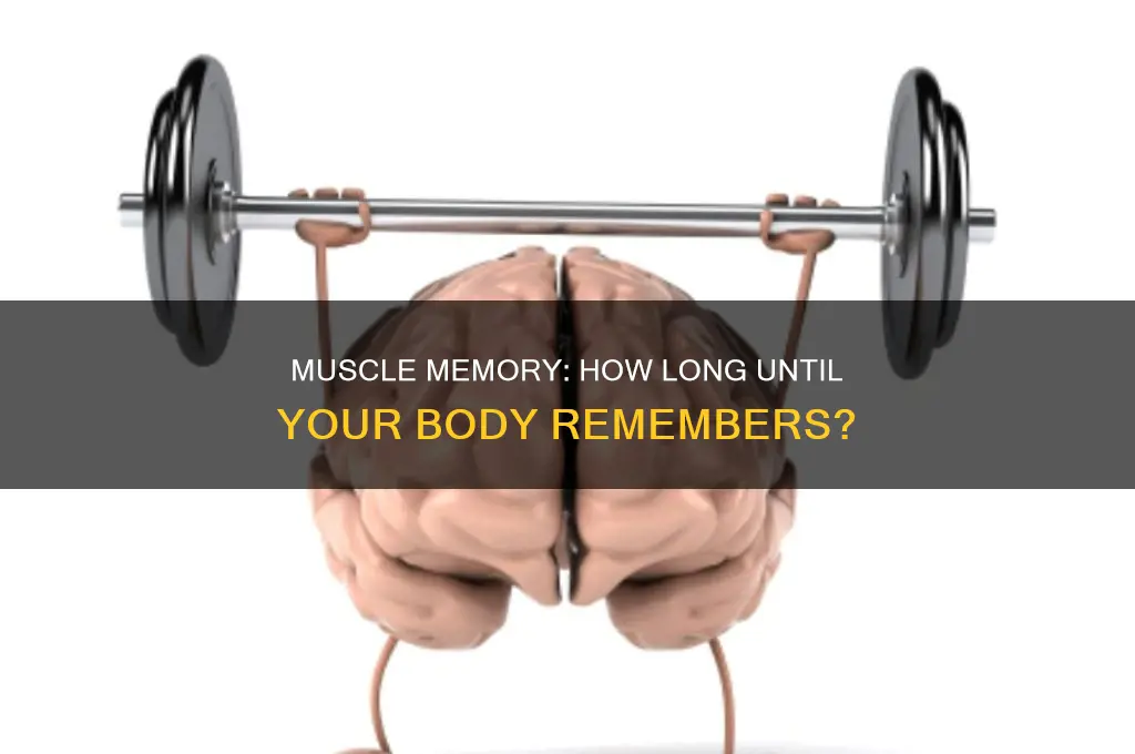 Muscle Memory: How Long Until Your Body Remembers? | CyVigor