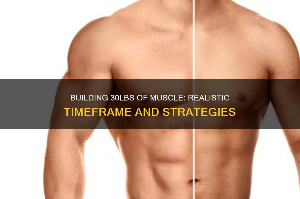 Building 30Lbs Of Muscle: Realistic Timeframe And Strategies | CyVigor