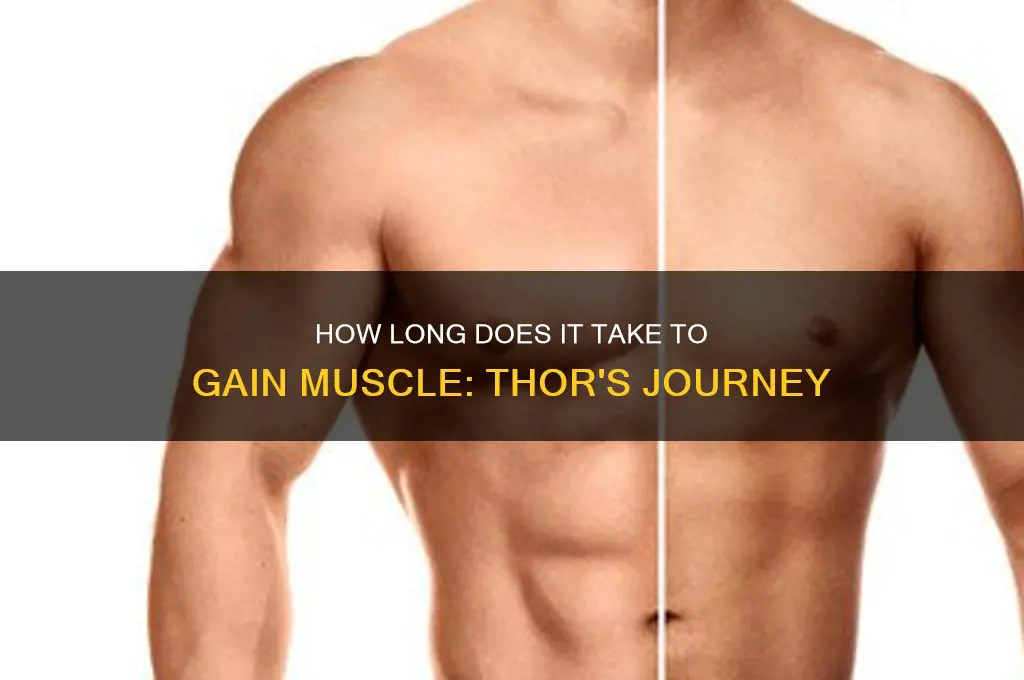How Long Does It Take To Gain Muscle: Thor's Journey | CyVigor