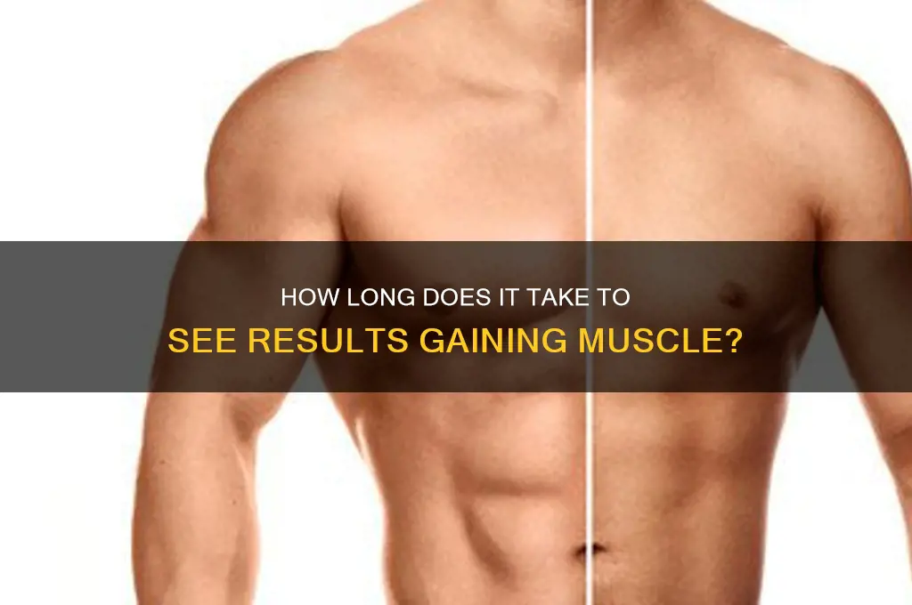 How Long Does It Take To See Results Gaining Muscle? | CyVigor