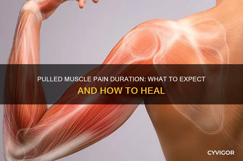 Pulled Muscle Pain Duration: What To Expect And How To Heal | CyVigor