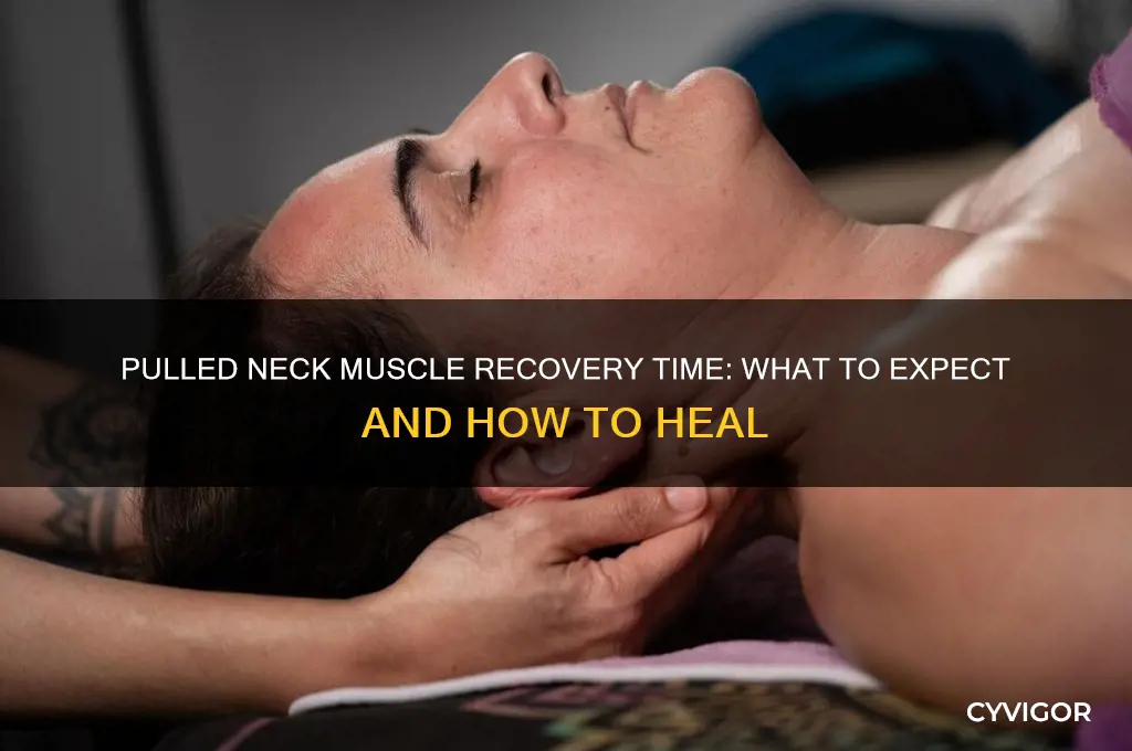 Pulled Neck Muscle Recovery Time: What To Expect And How To Heal | CyVigor