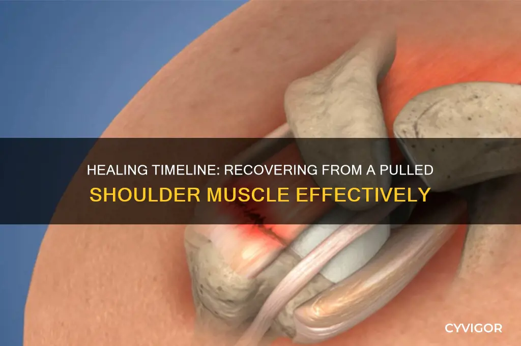 Healing Timeline: Recovering From A Pulled Shoulder Muscle Effectively ...