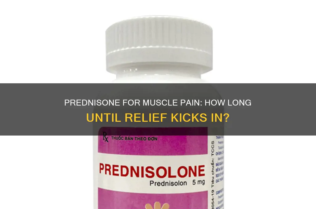 Prednisone For Muscle Pain: How Long Until Relief Kicks In? | CyVigor