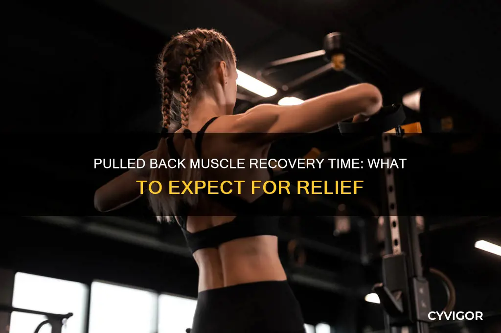 Pulled Back Muscle Recovery Time: What To Expect For Relief | CyVigor