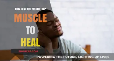Pulled Bicep Muscle Recovery: Understanding Healing Time And Tips | CyVigor