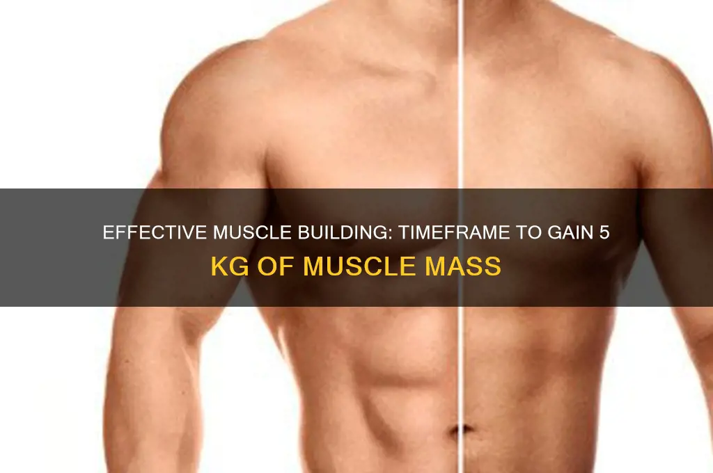 Effective Muscle Building: Timeframe To Gain 5 Kg Of Muscle Mass | CyVigor