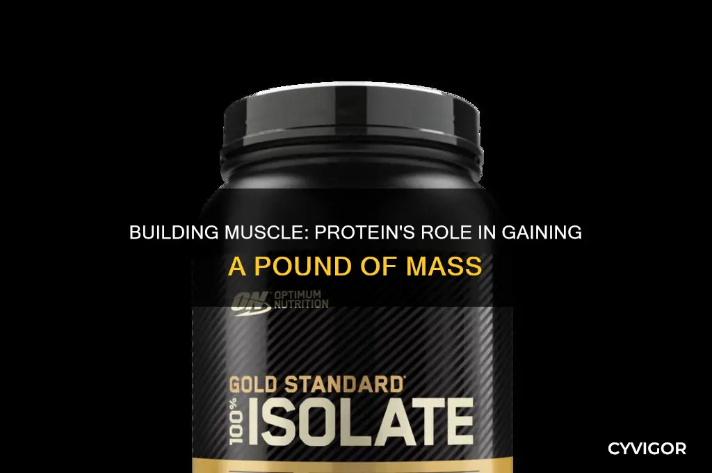 Building Muscle: Protein's Role In Gaining A Pound Of Mass | CyVigor