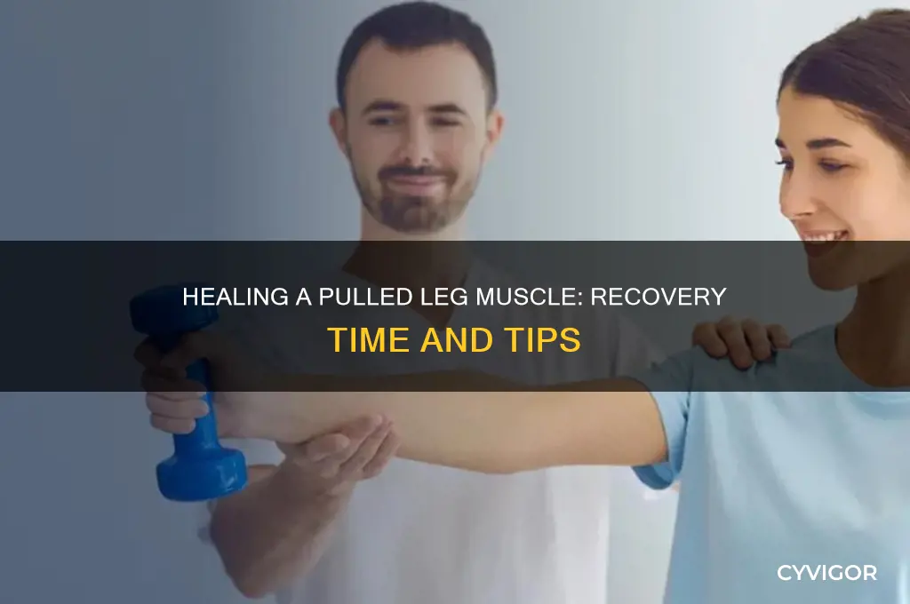 Healing A Pulled Leg Muscle: Recovery Time And Tips | CyVigor